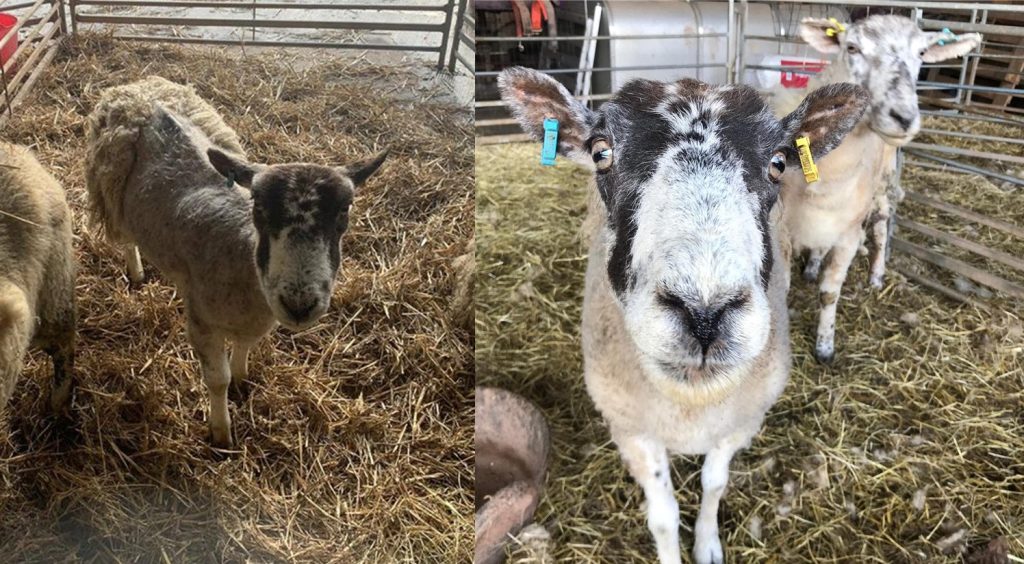 Neglected Sheep Find Sanctuary | Goodheart Animal Sanctuaries