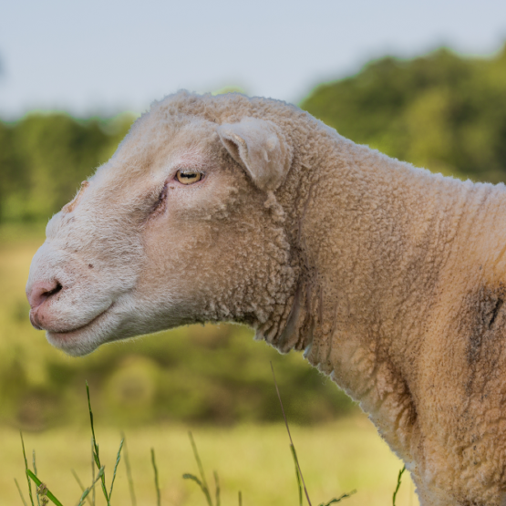 Adopt a Sheep as a Gift in the UK • Sponsor a Sheep Today