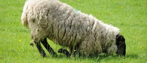 Sheep In Farming | Animal Rescue Centre | Goodheart Animal Sanctuaries