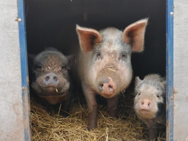 Keeping Pigs as Pets | Goodheart Animal Sanctuaries