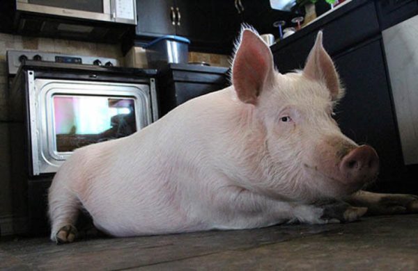 Pigs as Pets | Animal Rescue Centre | Goodheart Animal Sanctuaries