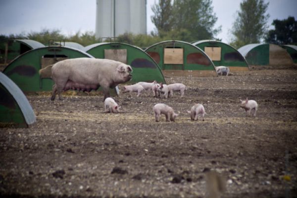 Pigs in Farming: Understanding Their Lives and Welfare