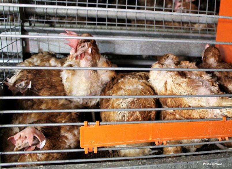 Food Labels Explained | Goodheart Animal Sanctuaries