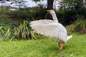 Adopt a Goose as a Gift in the UK • Sponsor a Goose Today