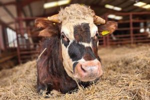 Adopt a rescued Cow as a Gift in the UK • Sponsor a Cow Today