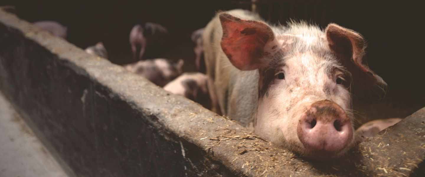 Pigs in Farming: Understanding Their Lives and Welfare