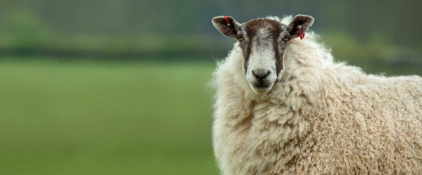 Meet our rescued sheep | Goodheart Animal Sanctuaries