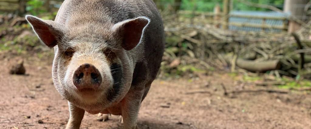 Adopt a Pig as a Gift in the UK • Sponsor a Pig Today
