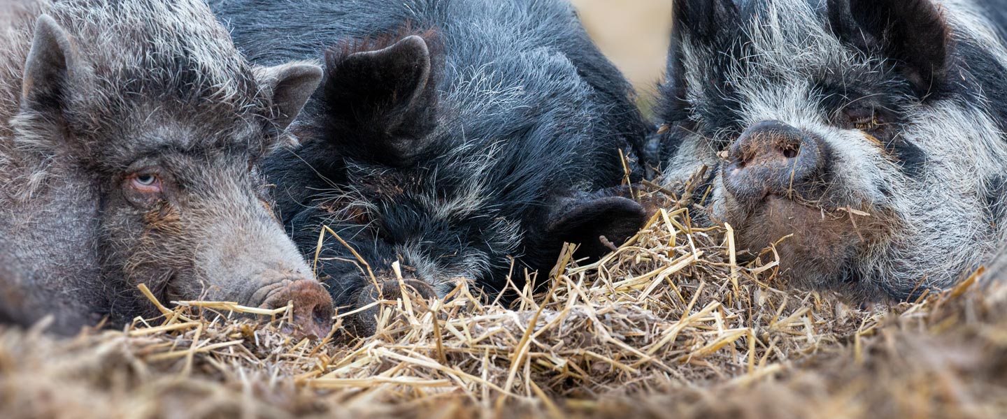 Do pigs build nests? | Goodheart Animal Sanctuaries