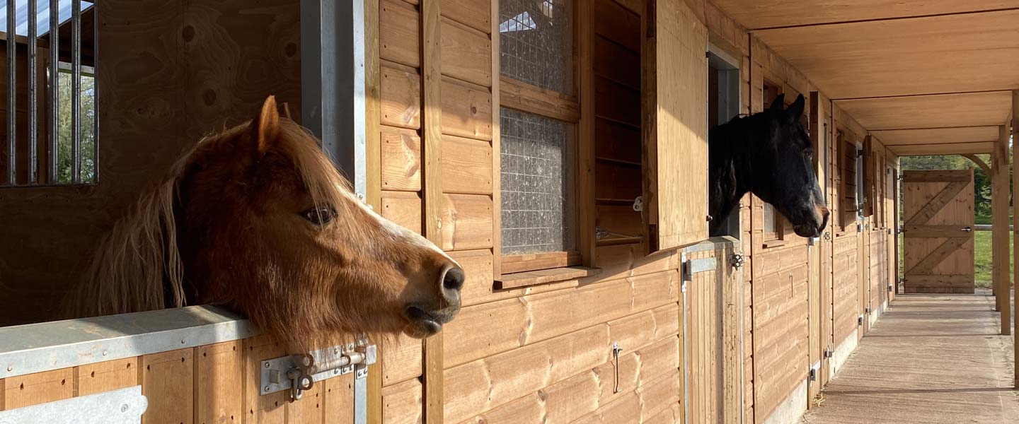 Sponsor a Stable Fundraising Appeal | Goodheart Animal Sanctuaries