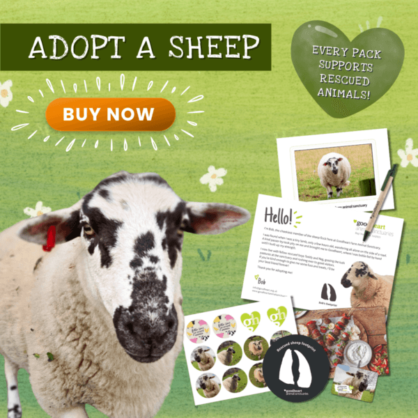 Sheep in Nature: Their Natural Habitats and Behaviour