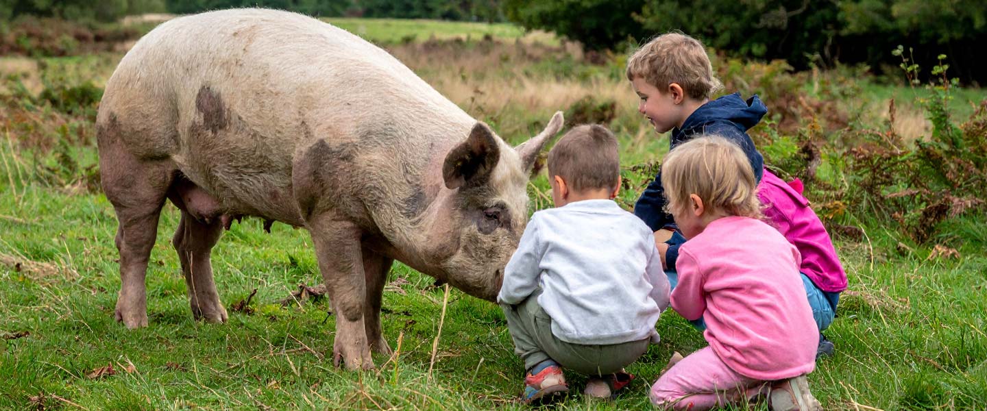 Free School Trips To Animal Sanctuary | Goodheart Animal Sanctuaries