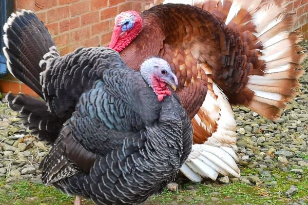 Adopt A Resident | Animal Sanctuary | Good Heart Animal Sanctuary