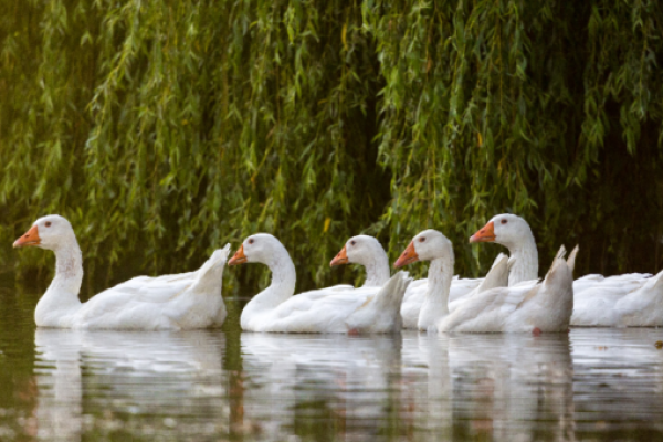 Adopt a Goose as a Gift in the UK • Sponsor a Goose Today