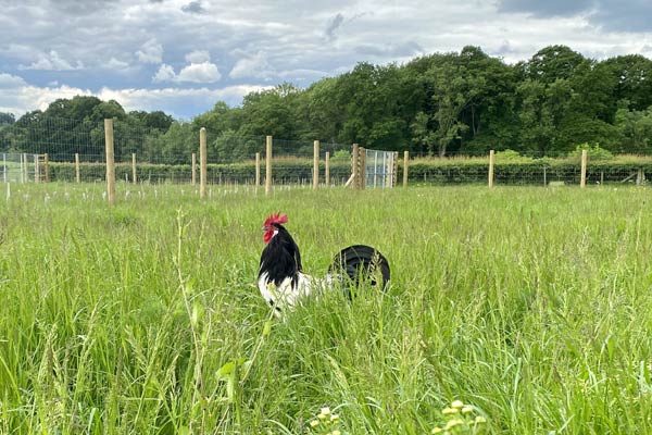 The life of a laying hen > Goodheart Animal Sanctuaries