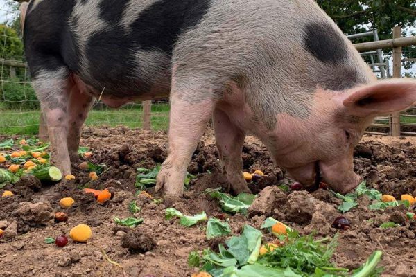 Visit Us | Goodheart Farm Animal Sanctuary